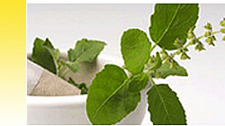 Herbal Extracts - Plant Extracts, Natural Herbal Extracts, Natural ...