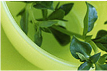 Herbal Extracts - Plant Extracts, Natural Herbal Extracts, Natural ...